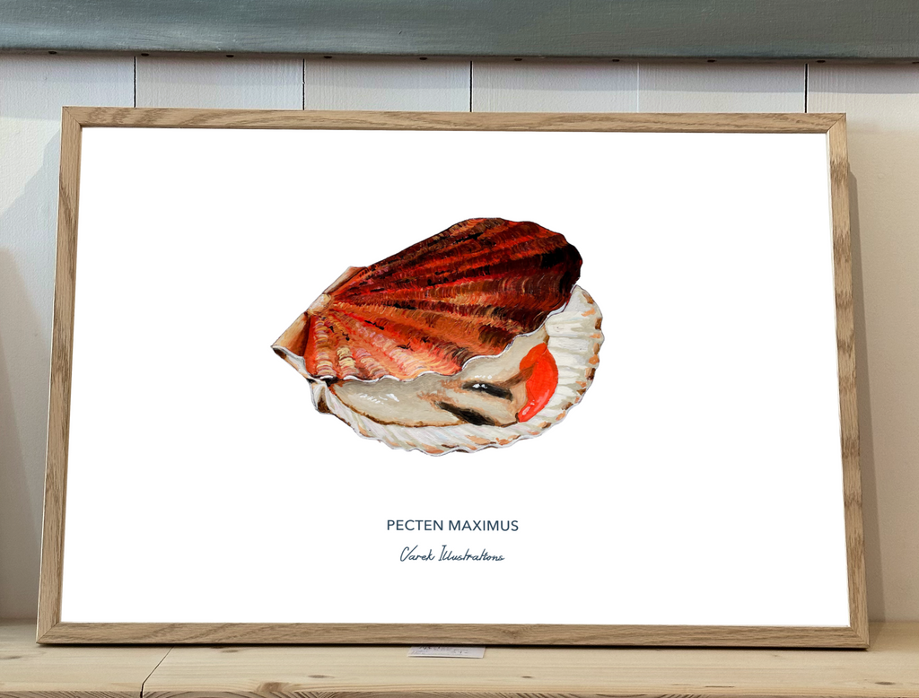 Affiche de décoration marine : La Coquille Saint Jacques - Papier d'art ...