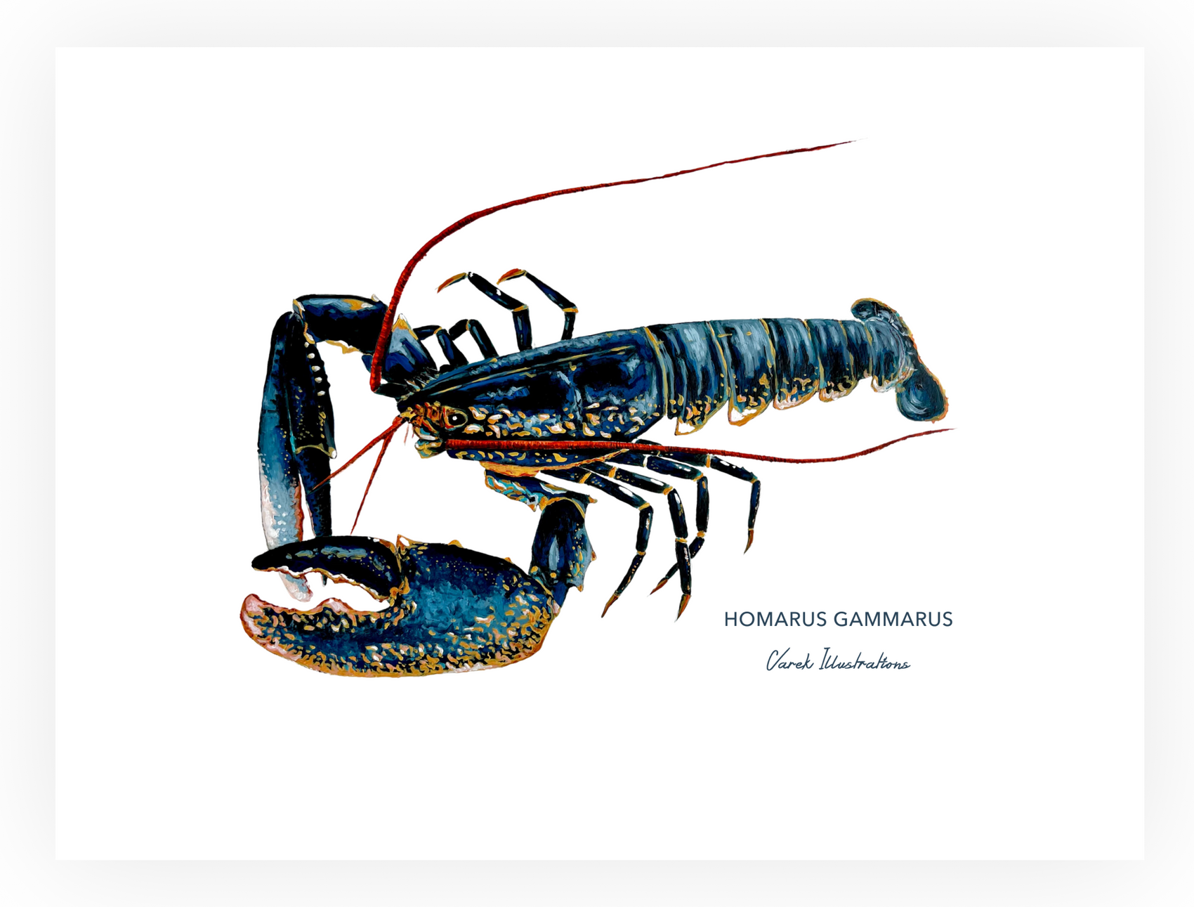 Affiche de la mer : Le Homard - Papier d'art en 250gr 🌱