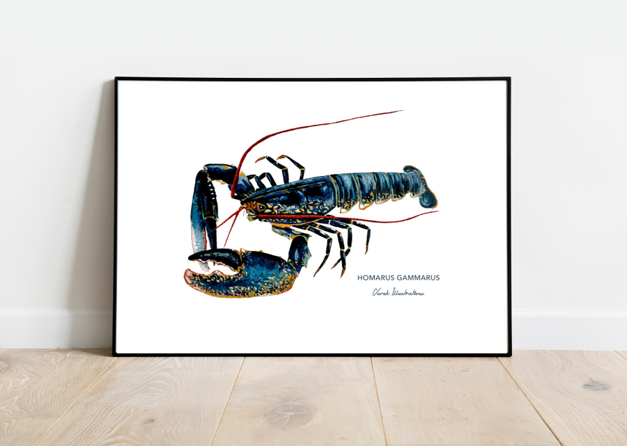 Affiche de la mer : Le Homard - Papier d'art en 250gr 🌱