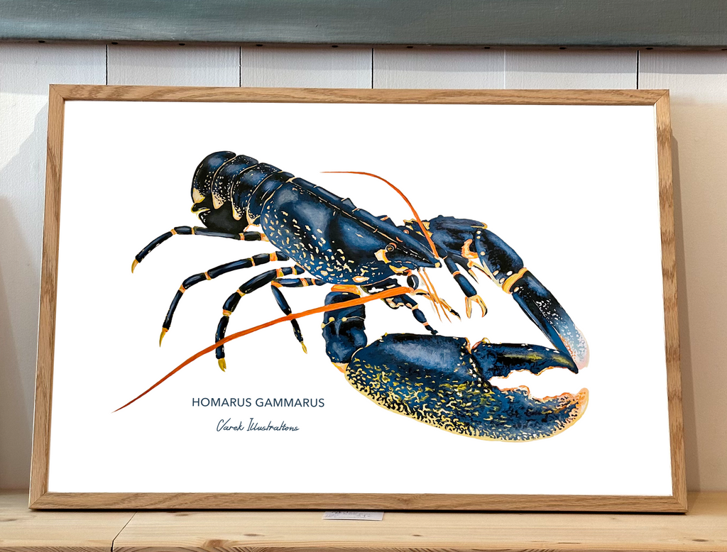 Affiche de la mer : Le Homard - Papier d'art en 250gr 🌱