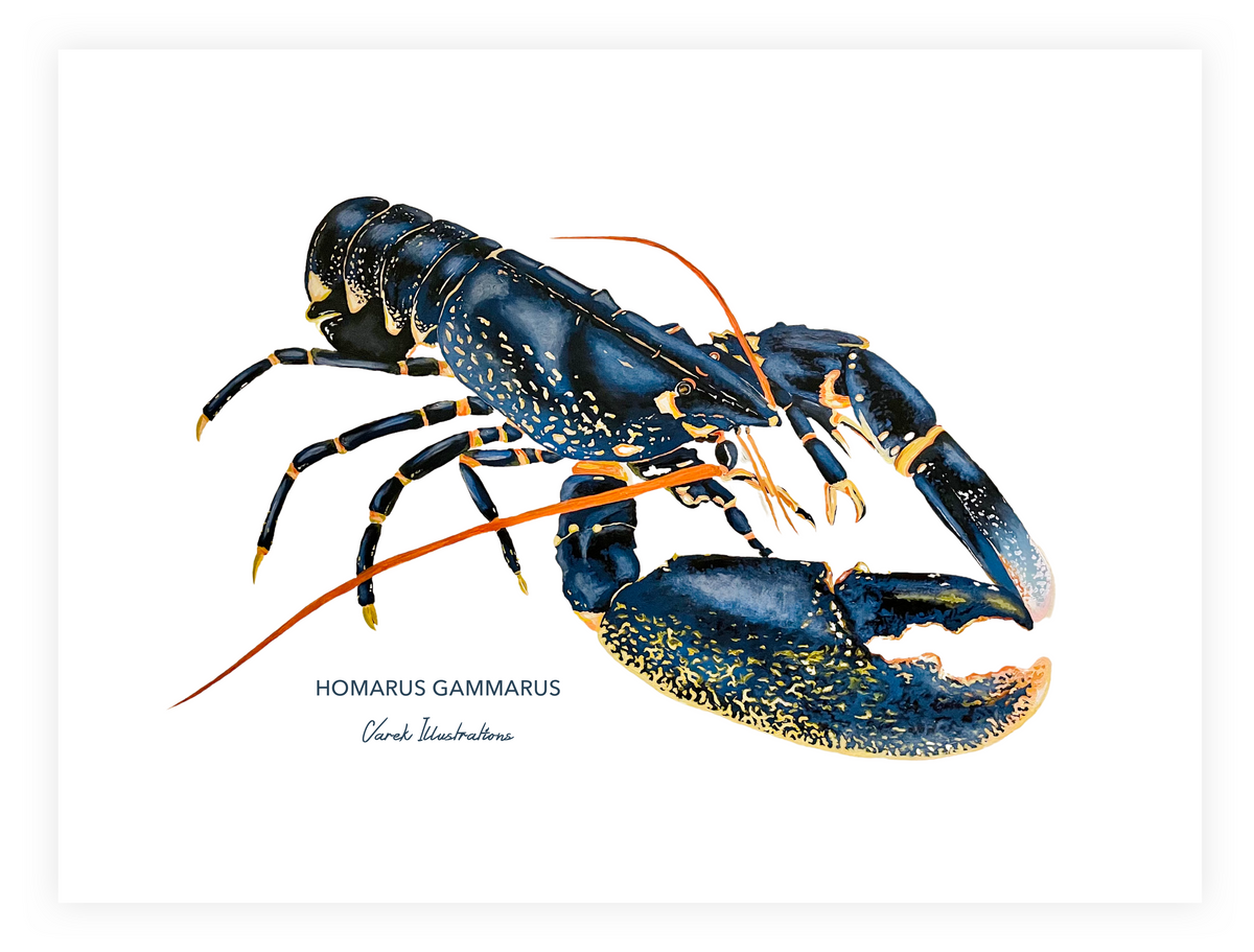 Affiche de la mer : Le Homard - Papier d'art en 250gr 🌱 – varek ...